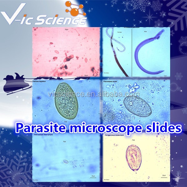 Parasite Microscope Slides - Buy Parasite Microscope Slides,Prepared ...